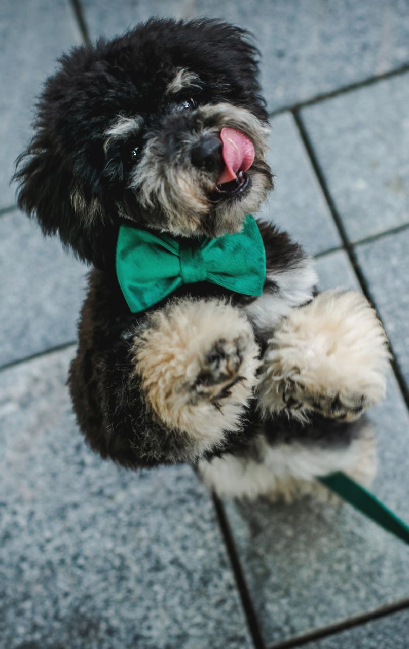 Trendy Paws - Šunų Aksesuarų Parduotuvė